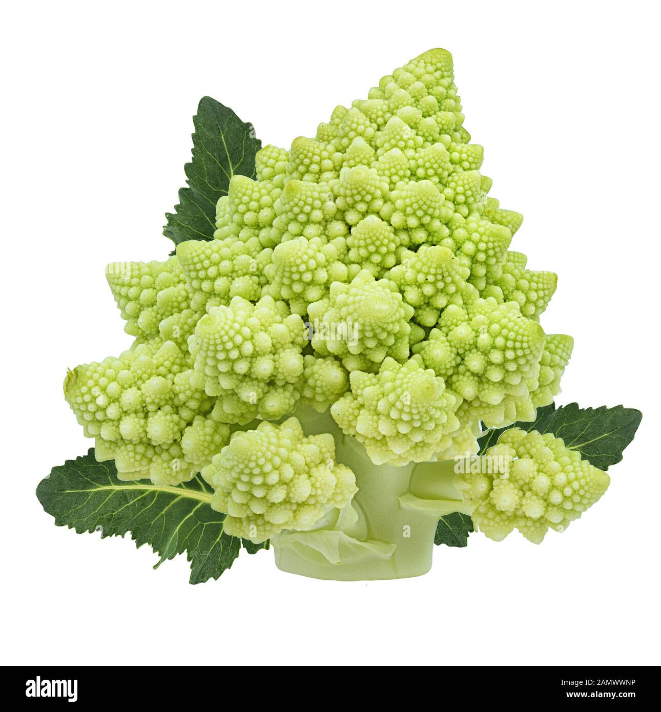 Roman cauliflower isolated on white background with clipping path Stock ...