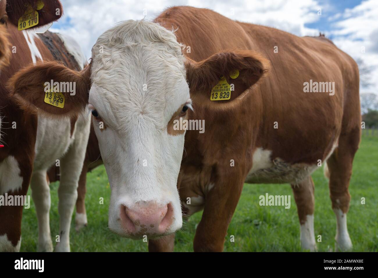 Close up of head of a brown - white colored dairy cow. Directly facing ...