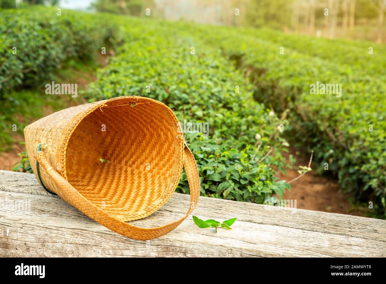 Tea picker bag on wooden table with fresh leaf on the bushes in tea ...