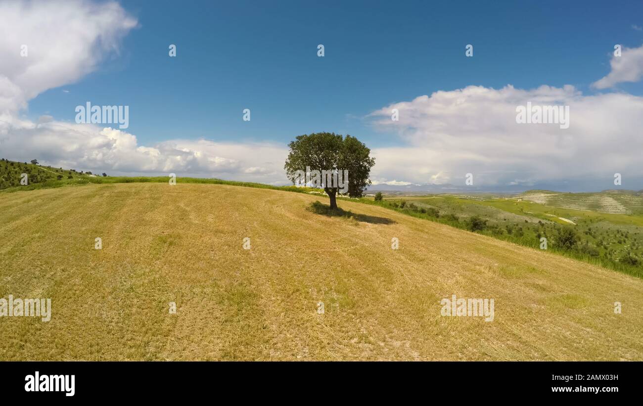 Aerial view of lone tree in the field, symbol of fertility, vital spark ...