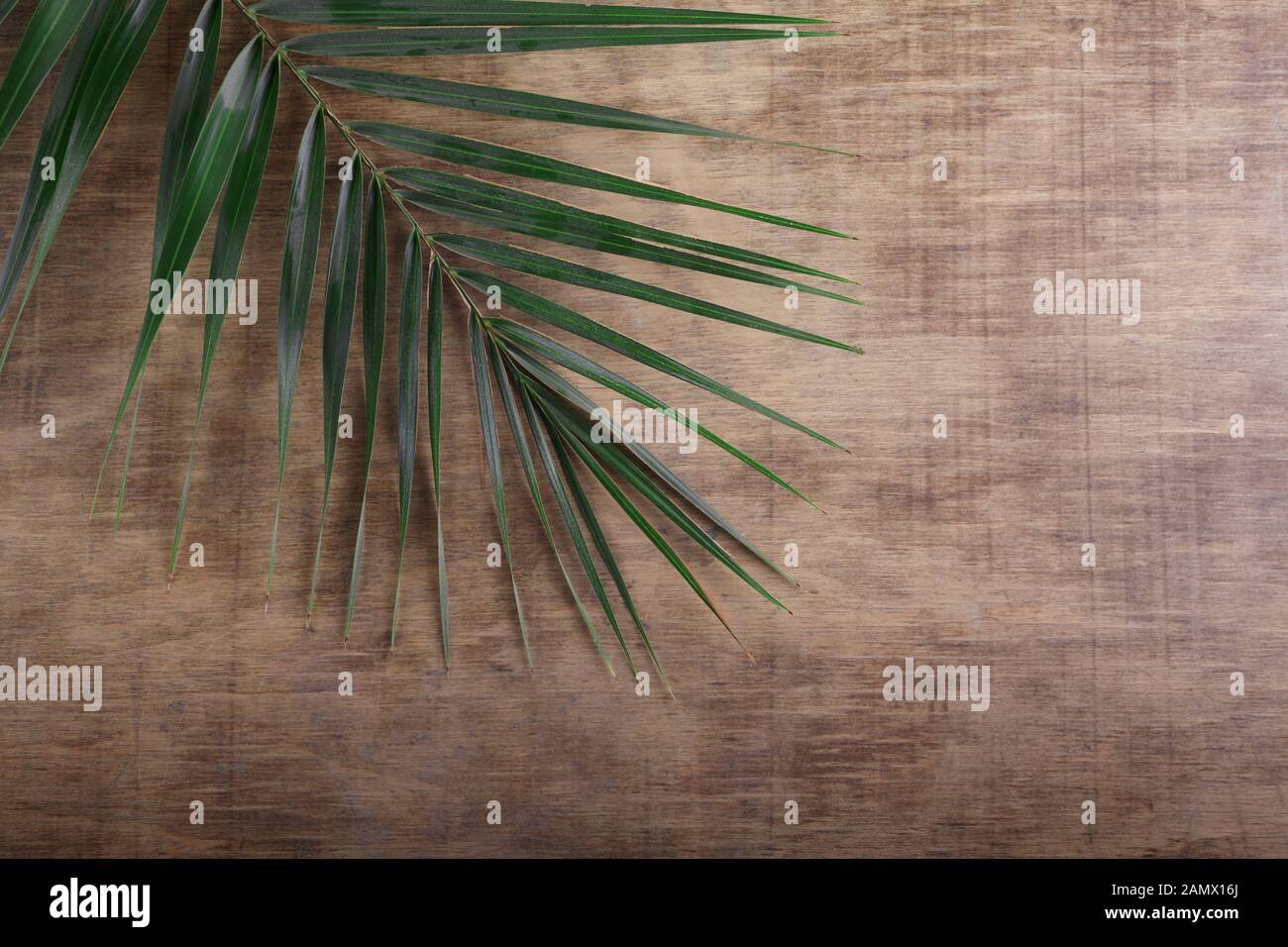 Palm brunch hi-res stock photography and images - Alamy