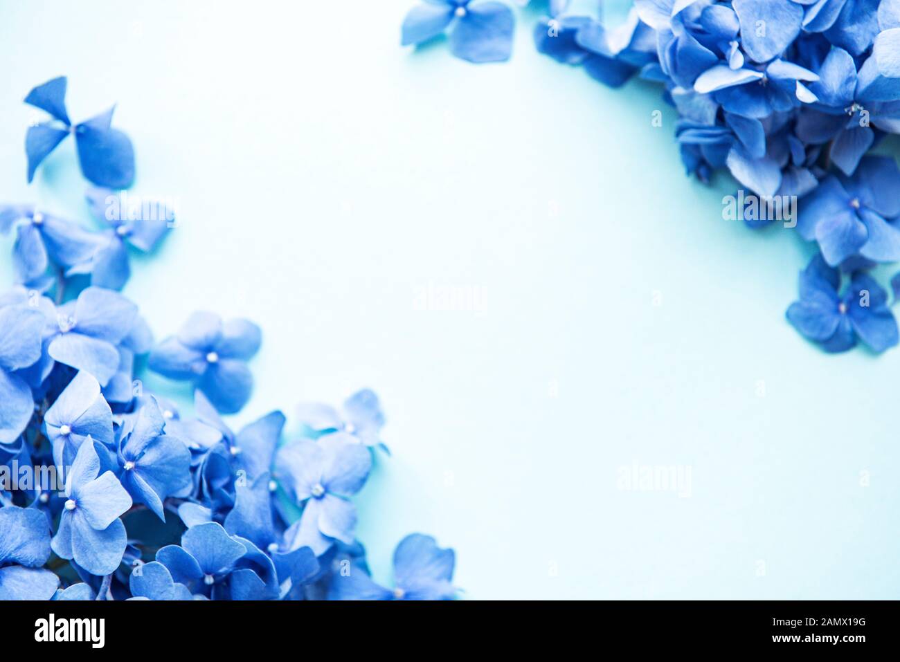 Blue hydrangea flowers on blue pastel background. Floral border. Flat ...