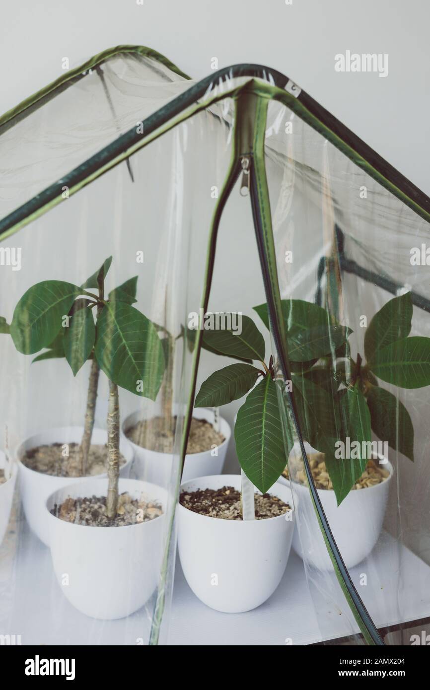 group of small frangipani plants in pots into a greenhouse indoor ...