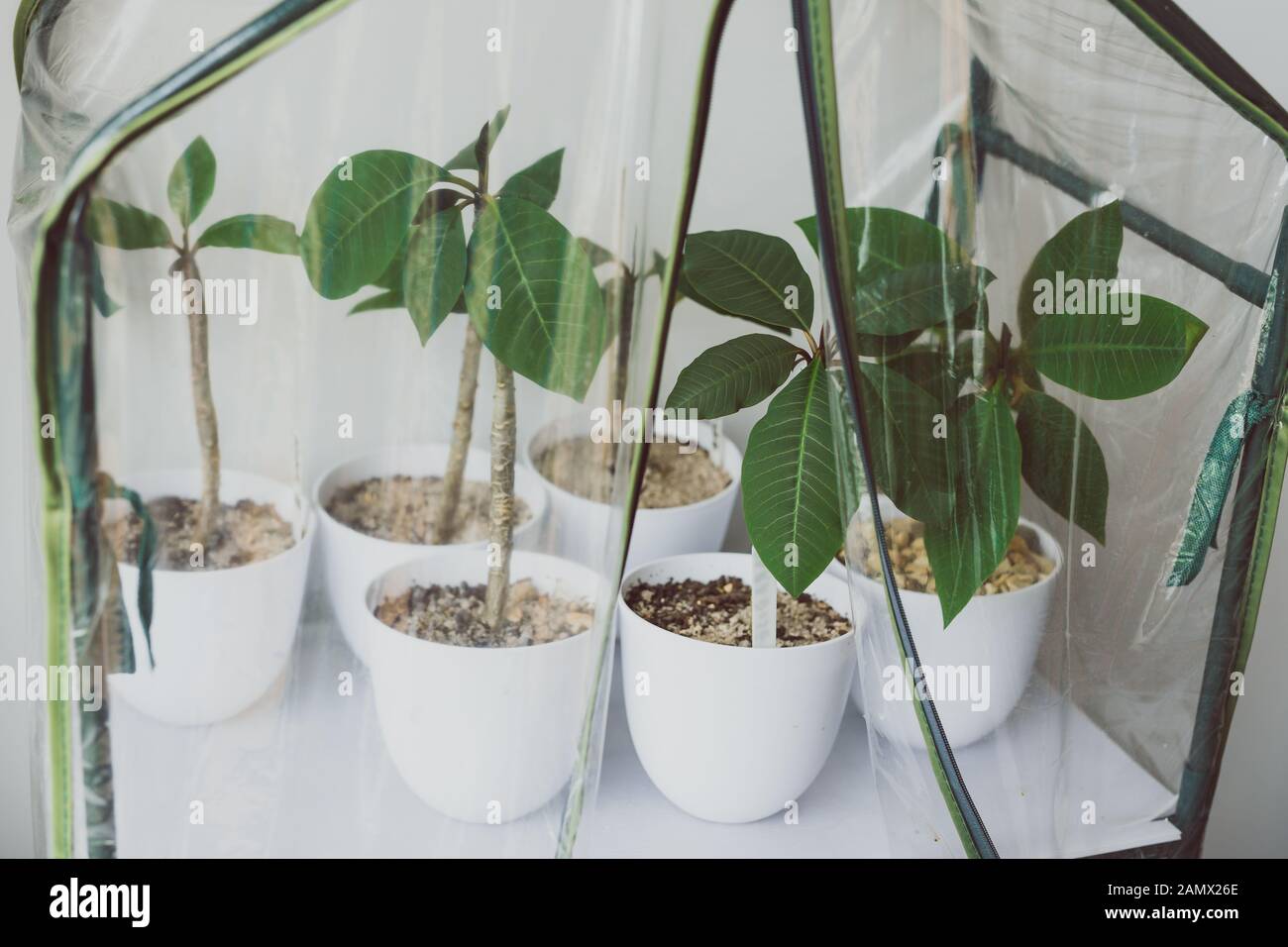 group of small frangipani plants in pots into a greenhouse indoor ...