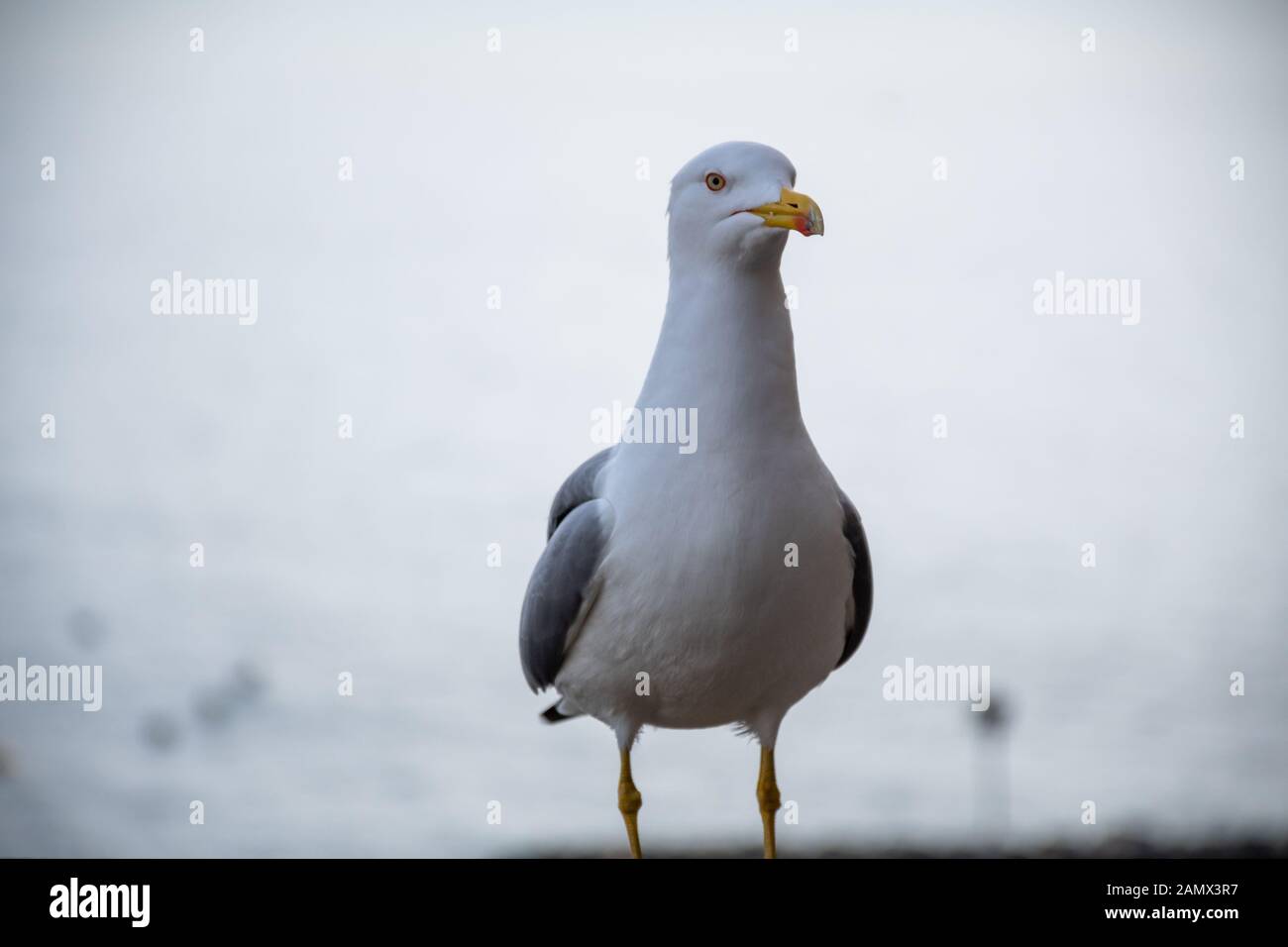 Portrait Of A Seagull Stock Photo - Alamy