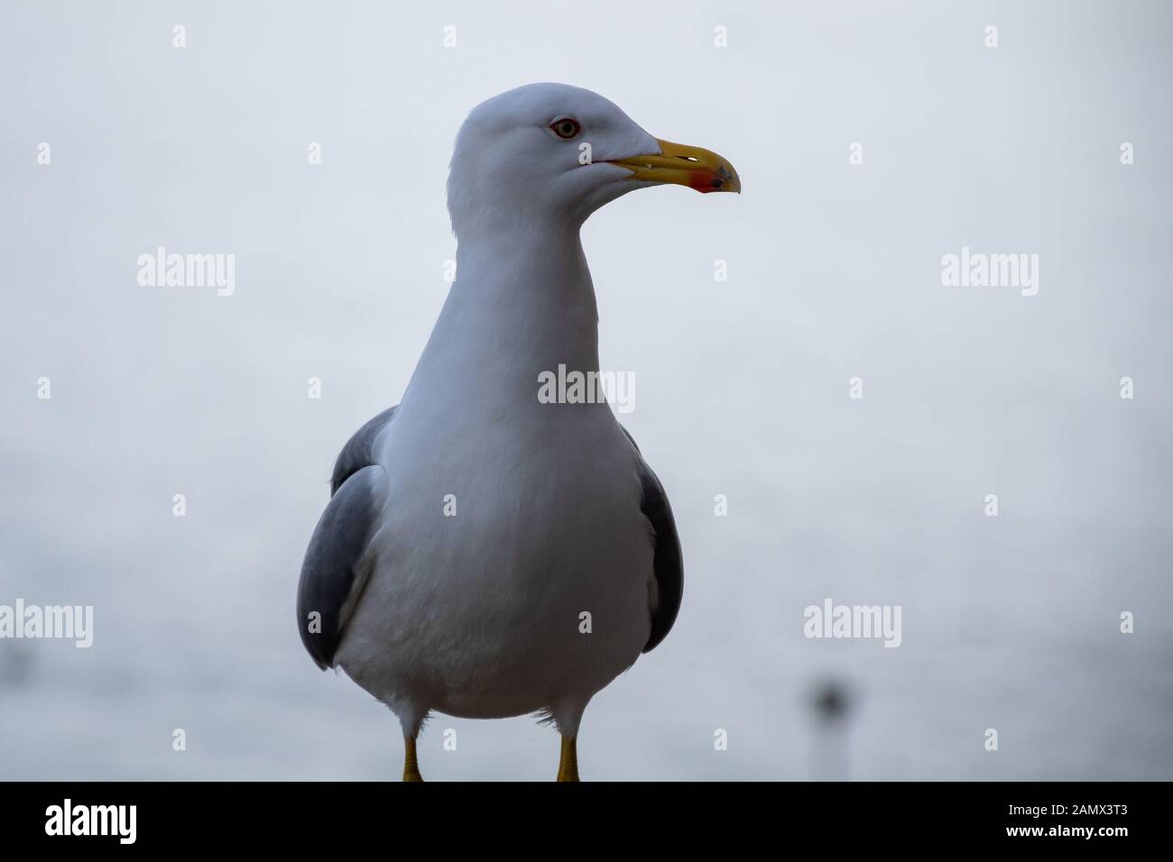 Profile of a Seagull Stock Photo - Alamy