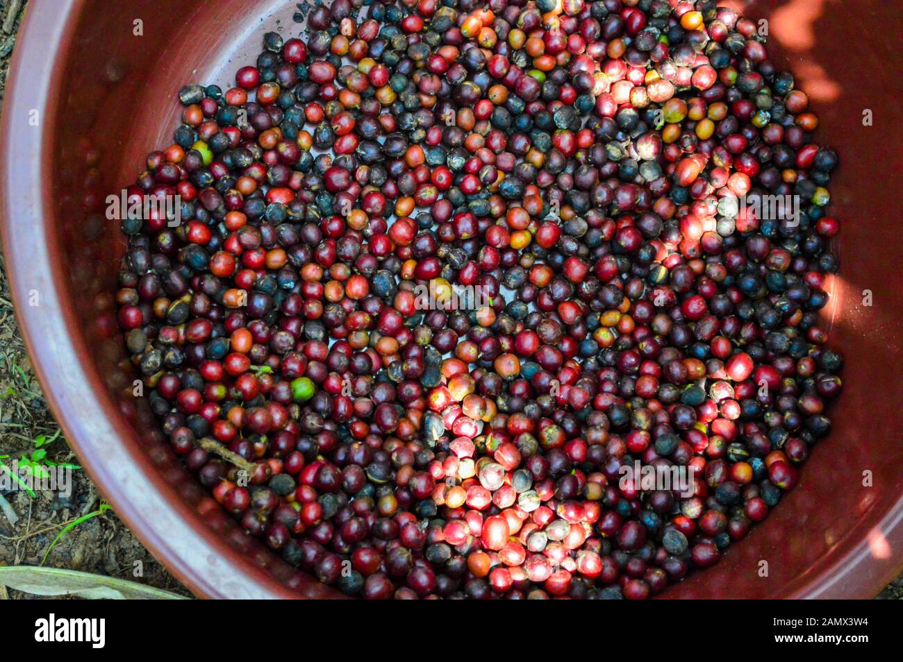 Fresh coffee beans which have just been hand picked on a farm by ...