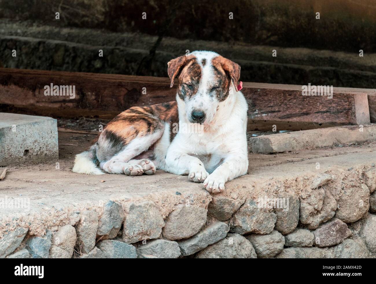 Local Balinese dog sitting by the side of the road Stock Photo - Alamy