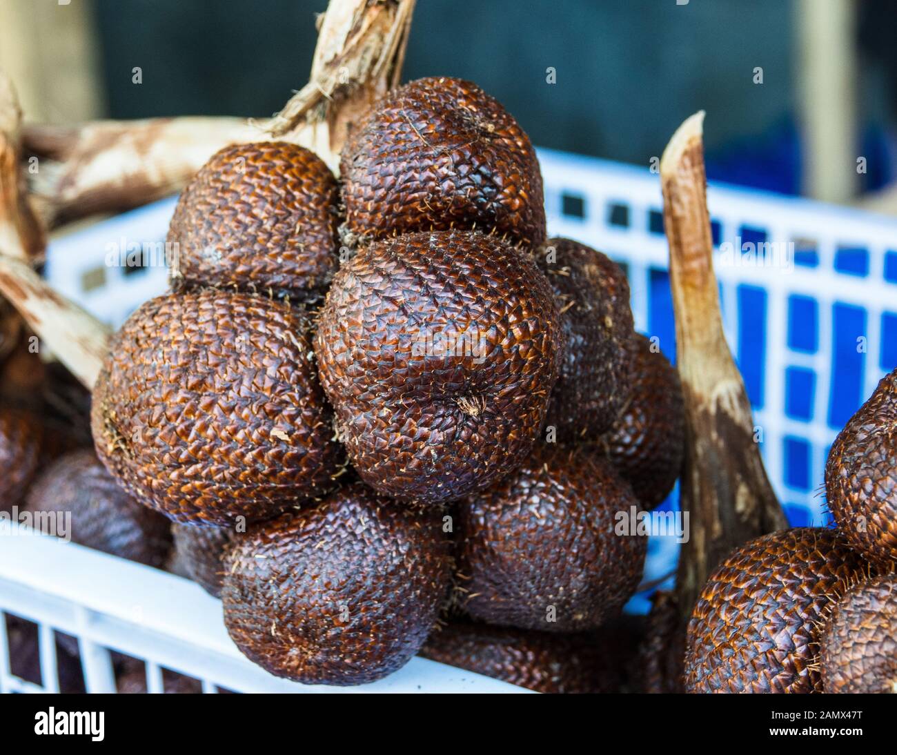 Snake fruit hi-res stock photography and images - Alamy