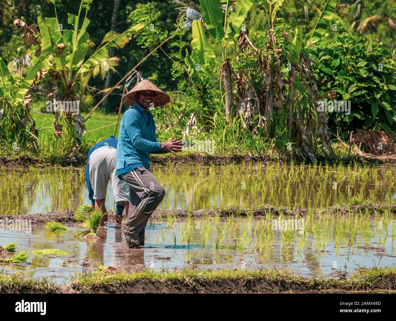 Men in rice field hi-res stock photography and images - Alamy