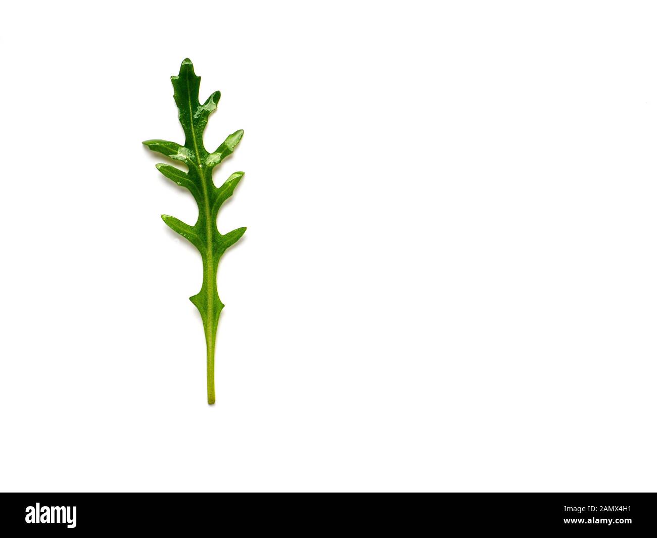 One arugula leaf isolated on white with clipping path. Fresh green ...