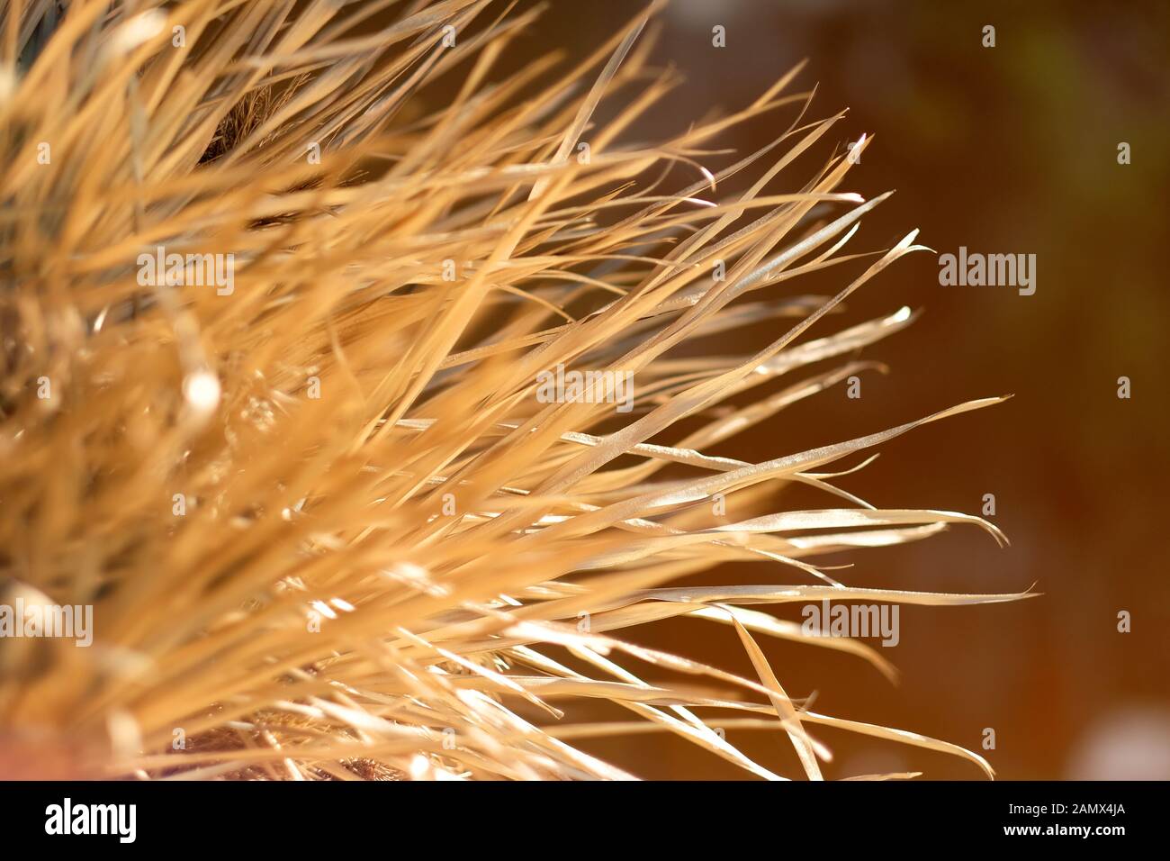 A bunch of yellow dried grass with long sharp leaves in the sunlight ...