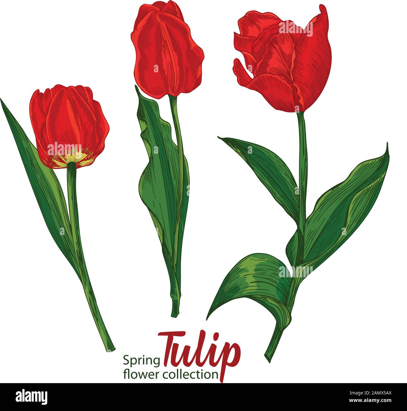 Tulip flower illustration drawing engraving Cut Out Stock Images ...