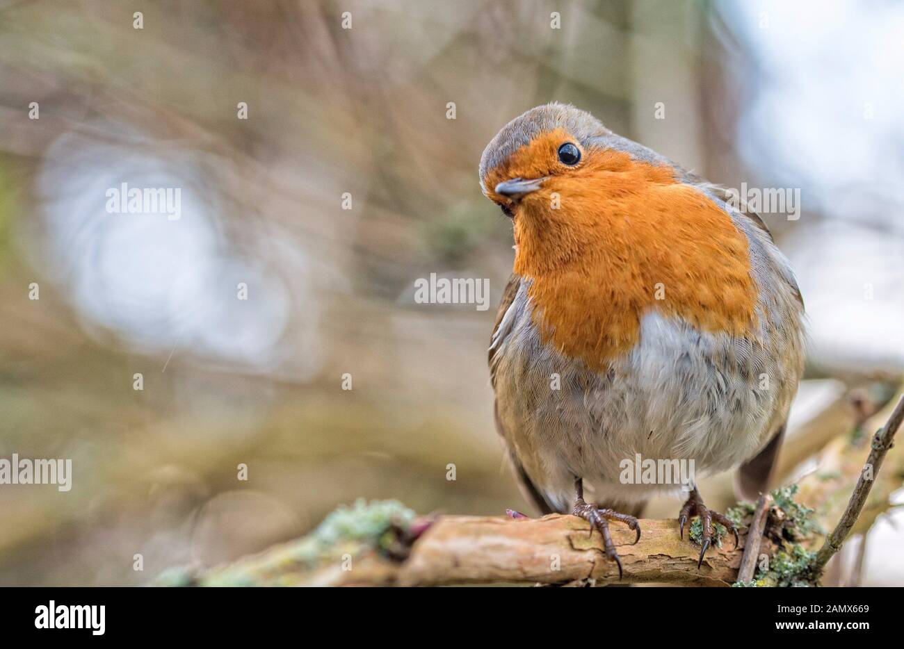 Ness botanic gardens hi-res stock photography and images - Alamy