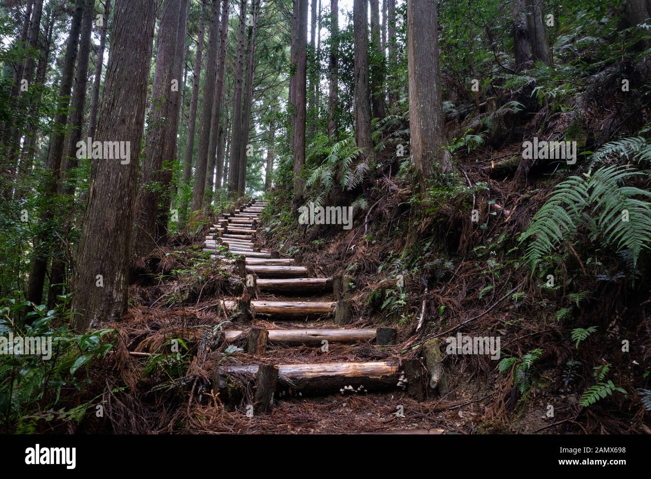 Hiking on the steps at the Kumano Kodo trail in Japan. Kumano Kodo is a ...