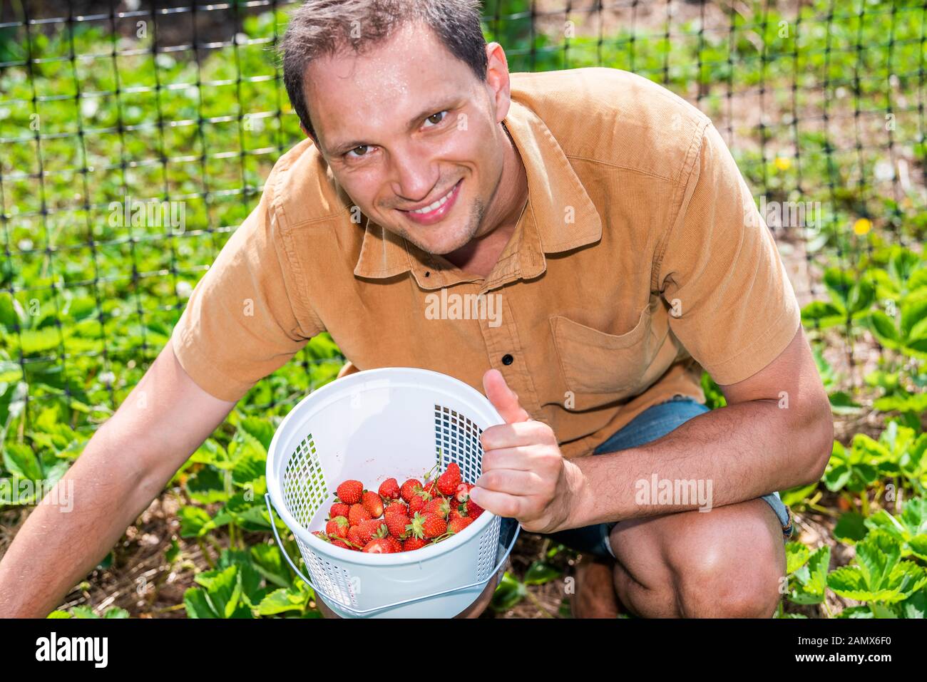 Young happy smiling man farmer picking strawberries in green field rows ...