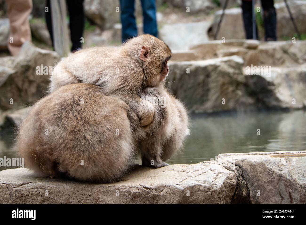 Monkeys play in the Jigokudani (means “Hell’s Valley”) snow monkey park ...