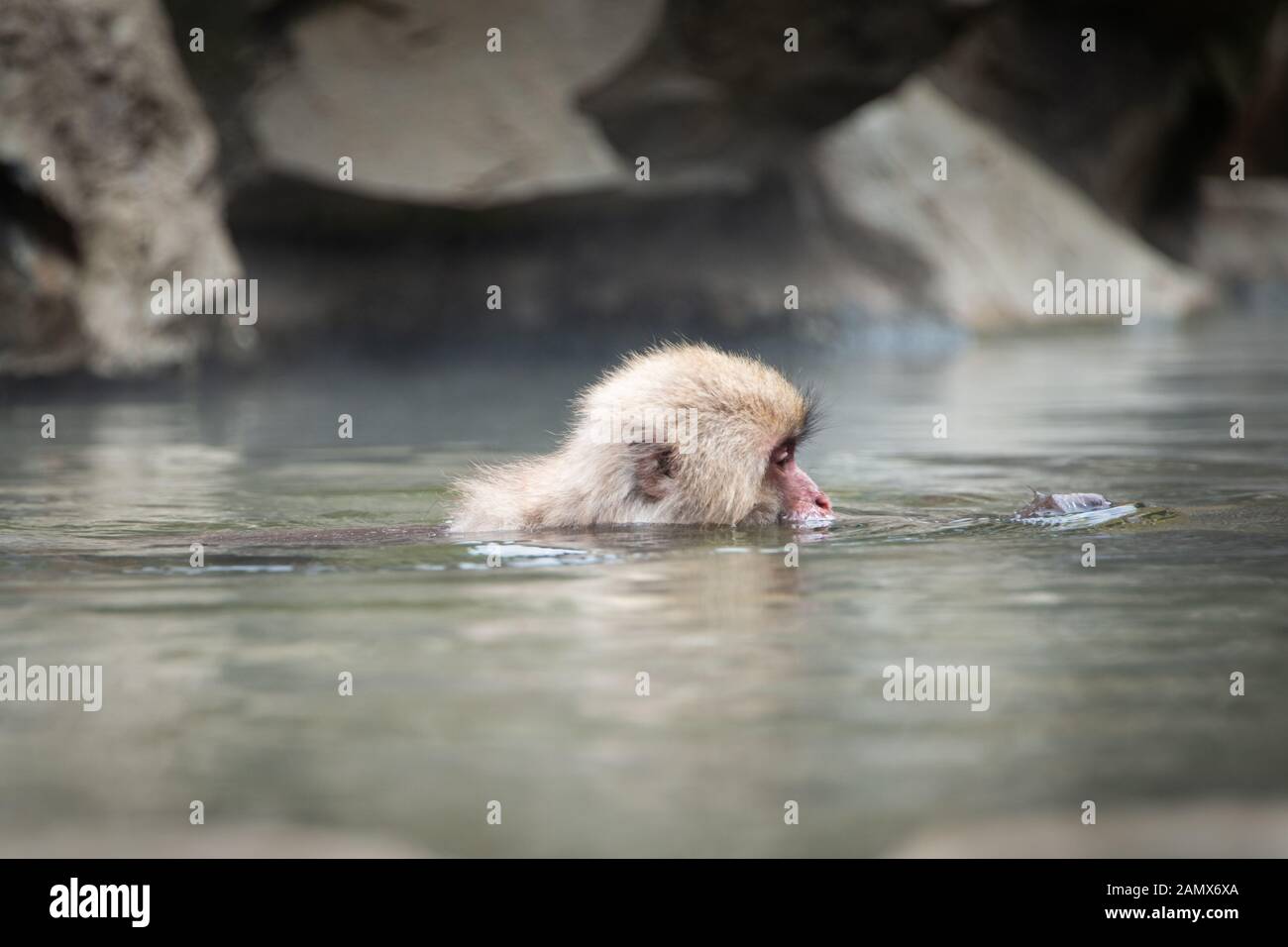 Japanese snow monkey swimming in the hot spring in the Jigokudani ...