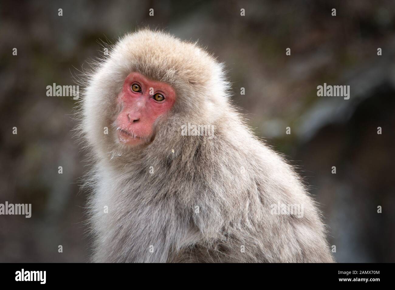 Snow monkey with curiosity expression in the Jigokudani (means “Hell’s ...