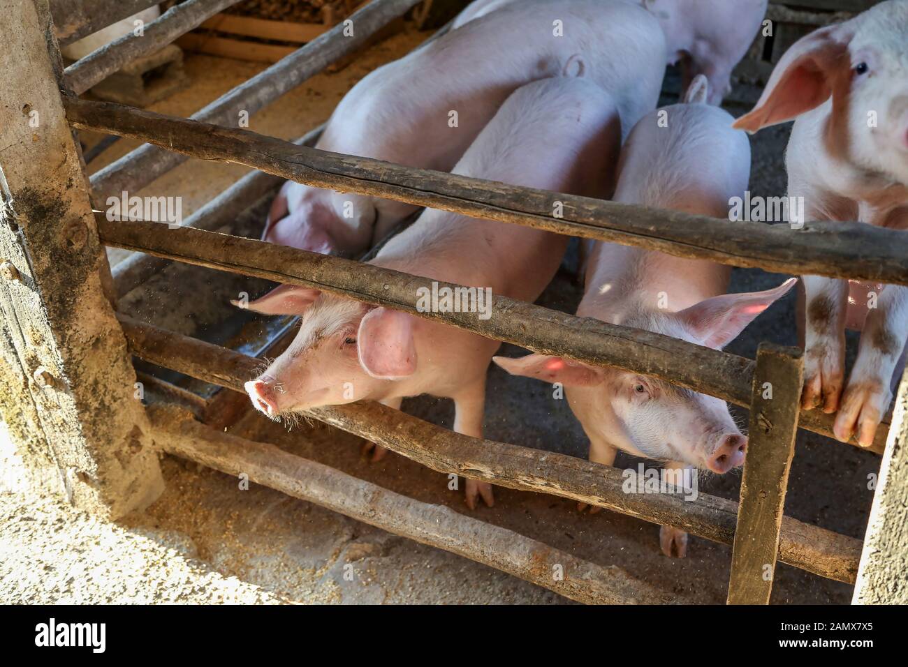 Young piglets in a barn on a peasant farmstead Stock Photo - Alamy