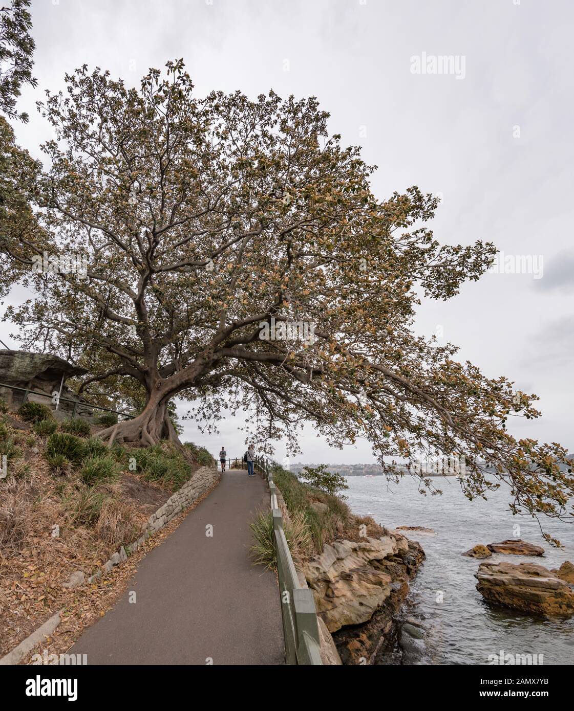 Ficus trees hi-res stock photography and images - Alamy