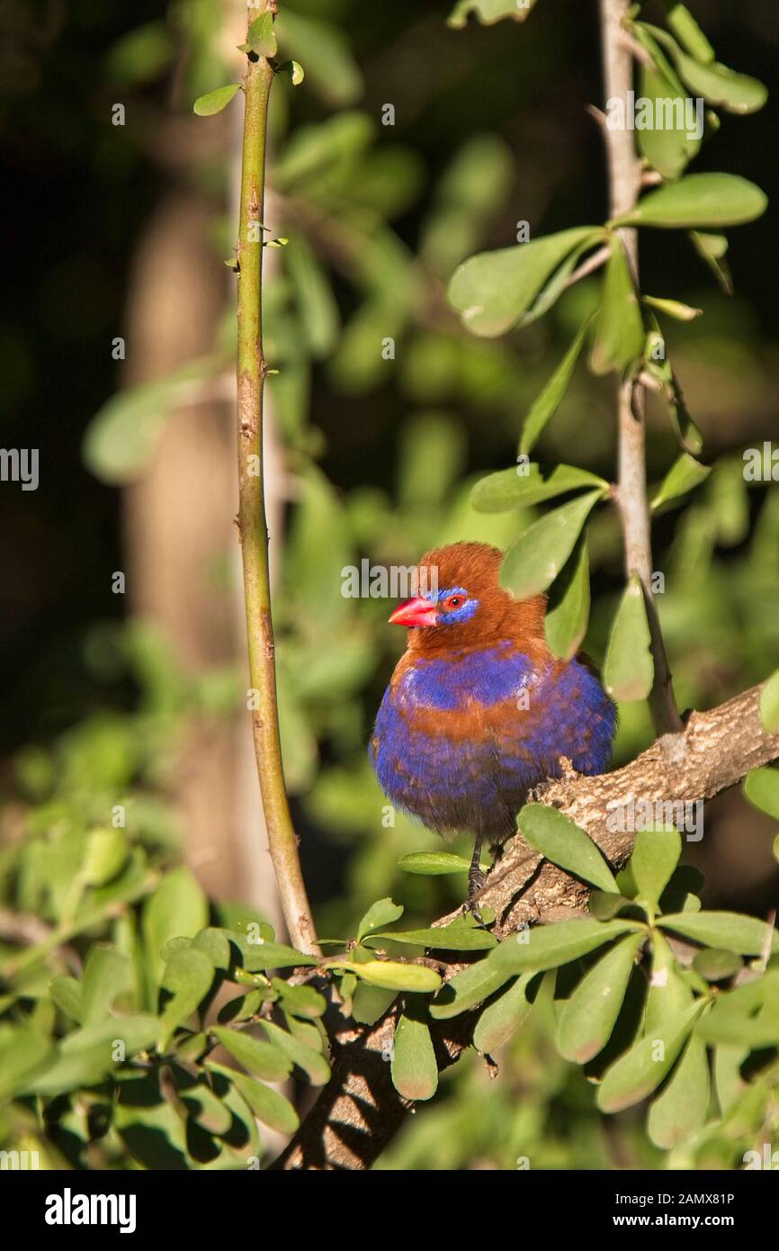 Grenadier bird hi-res stock photography and images - Alamy