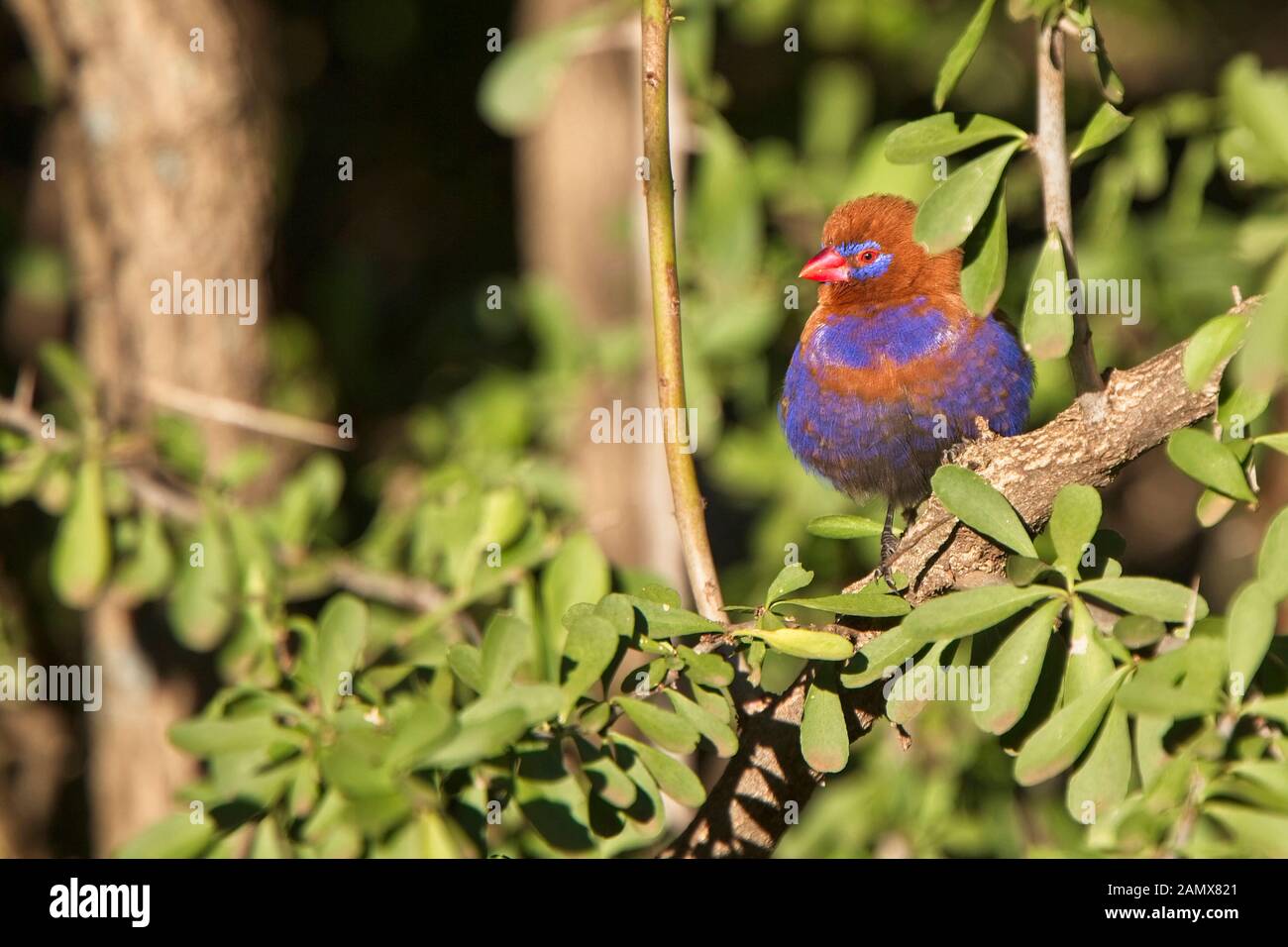 Grenadier Bird High Resolution Stock Photography and Images - Alamy
