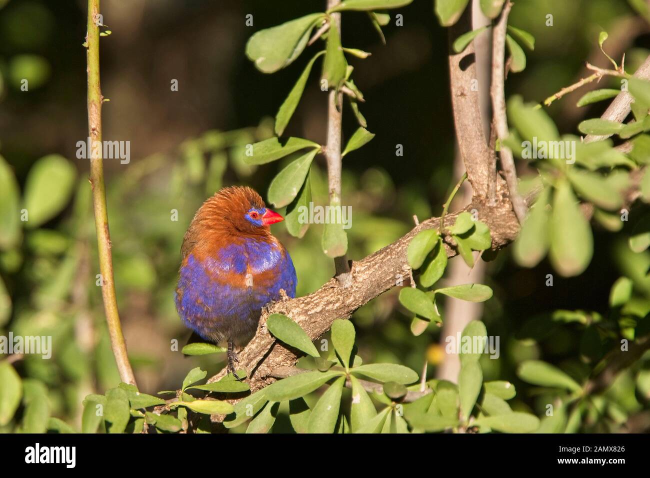 Grenadier bird hi-res stock photography and images - Alamy
