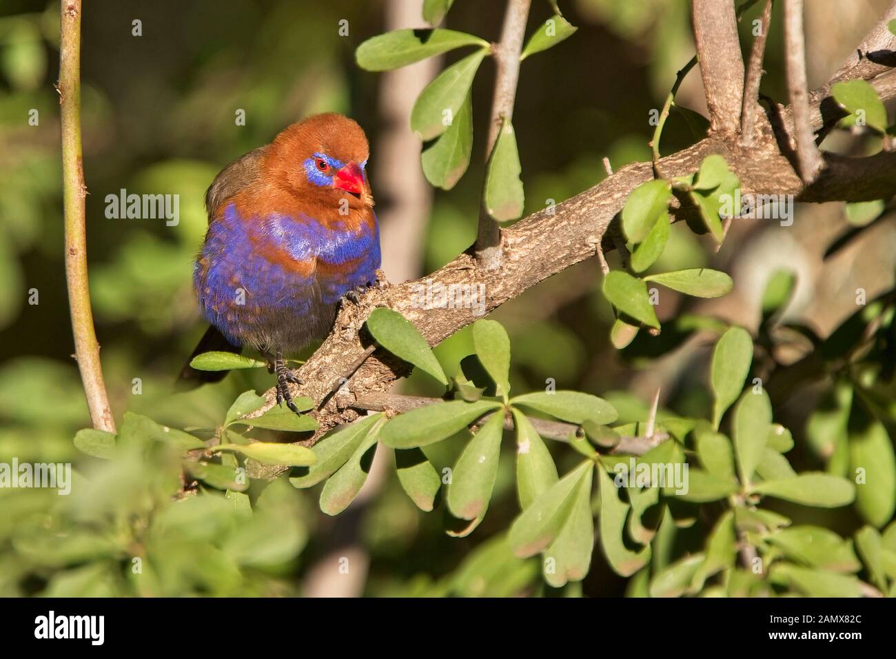 Grenadier bird hi-res stock photography and images - Alamy