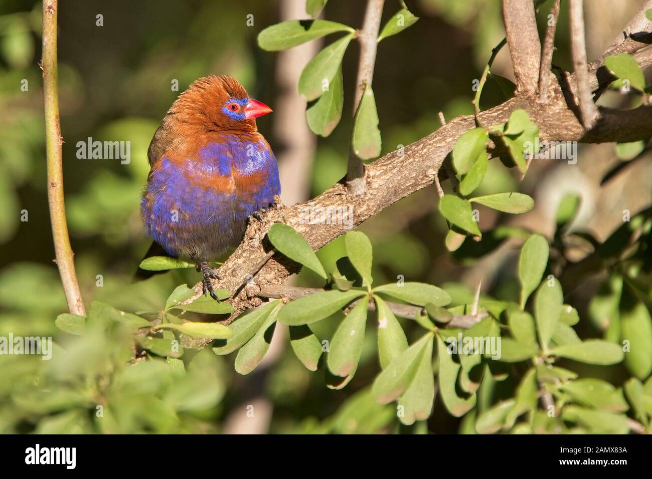 Grenadier bird hi-res stock photography and images - Alamy