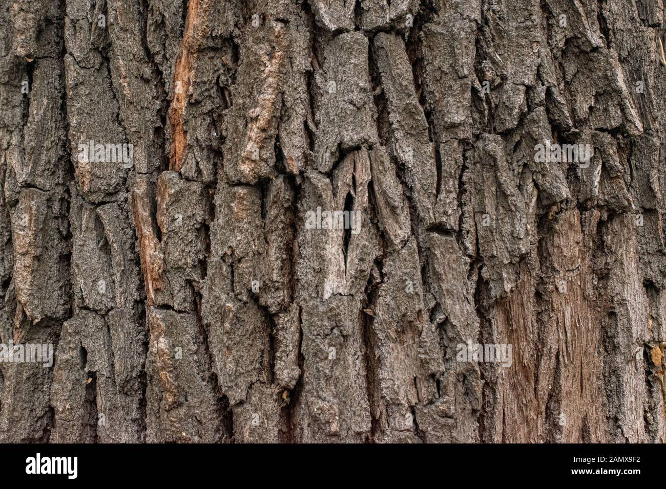texture of the trees in the forest Stock Photo - Alamy