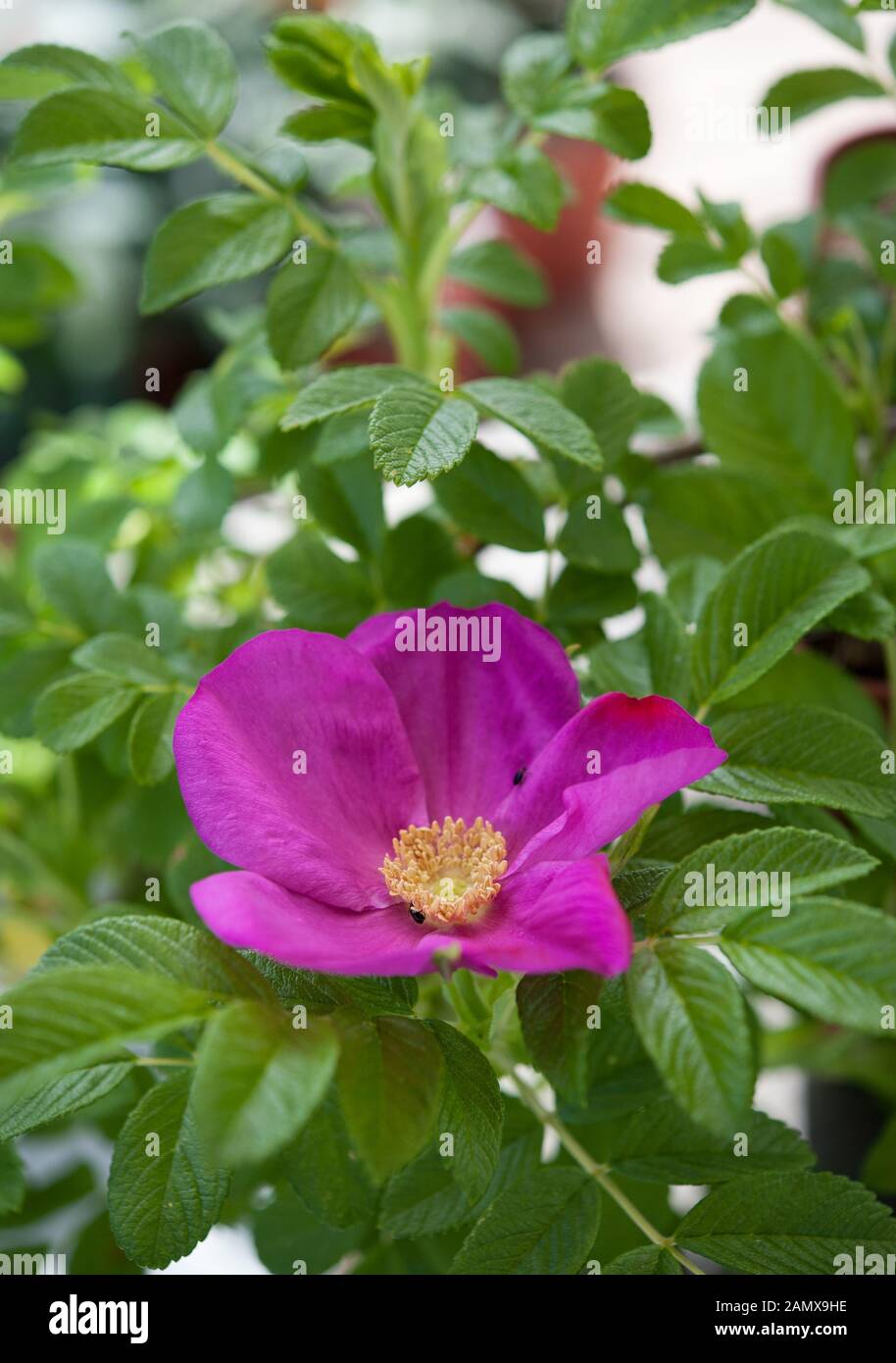 Rose scabrosa hi-res stock photography and images - Alamy