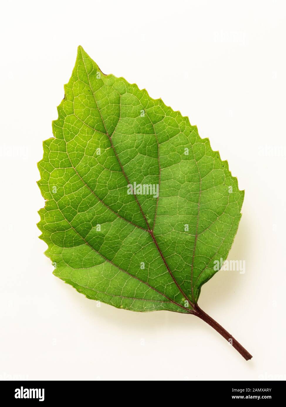 Single leaf hi-res stock photography and images - Alamy