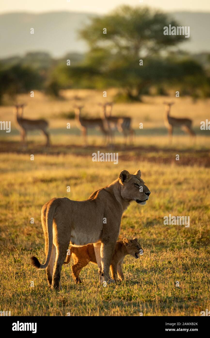 Female impala harem hi-res stock photography and images - Alamy