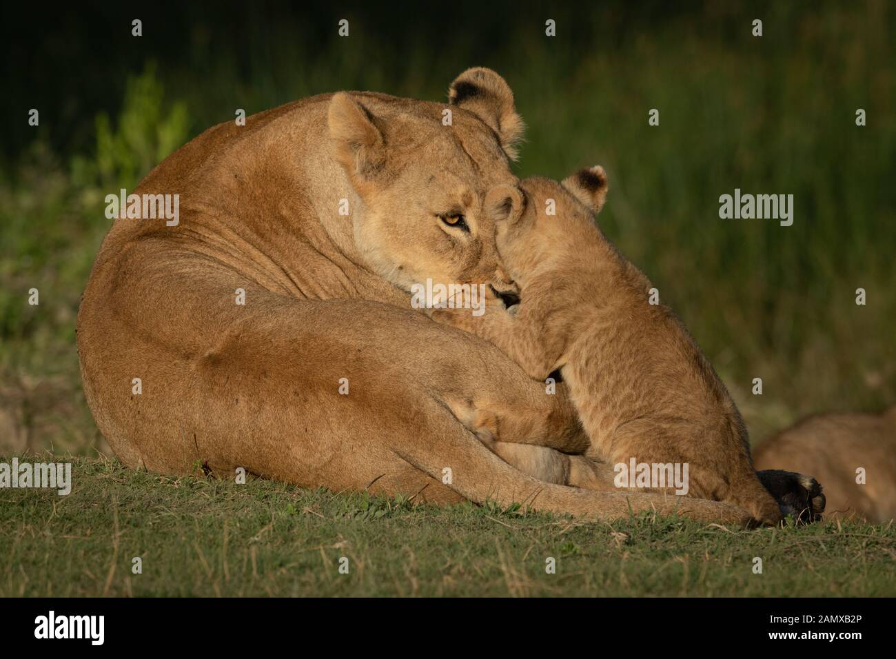 Lioness and cub face each other eye-to-eye Stock Photo - Alamy