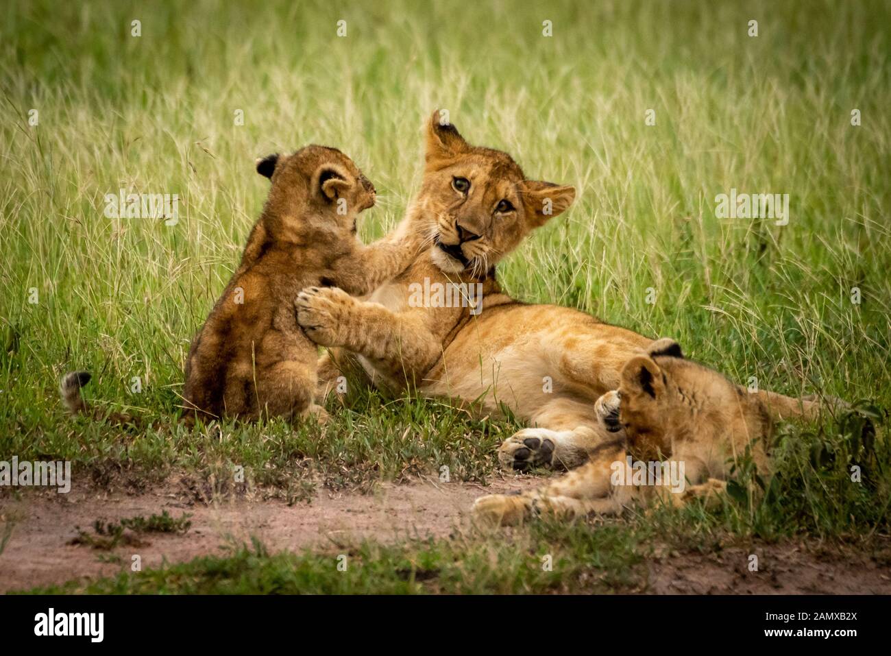Lion cubs fight in grass near another Stock Photo - Alamy