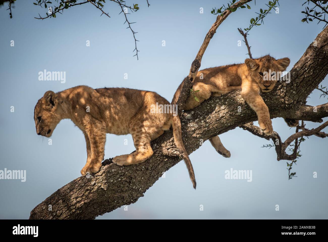 Lion cubs sit and lie on branch Stock Photo - Alamy