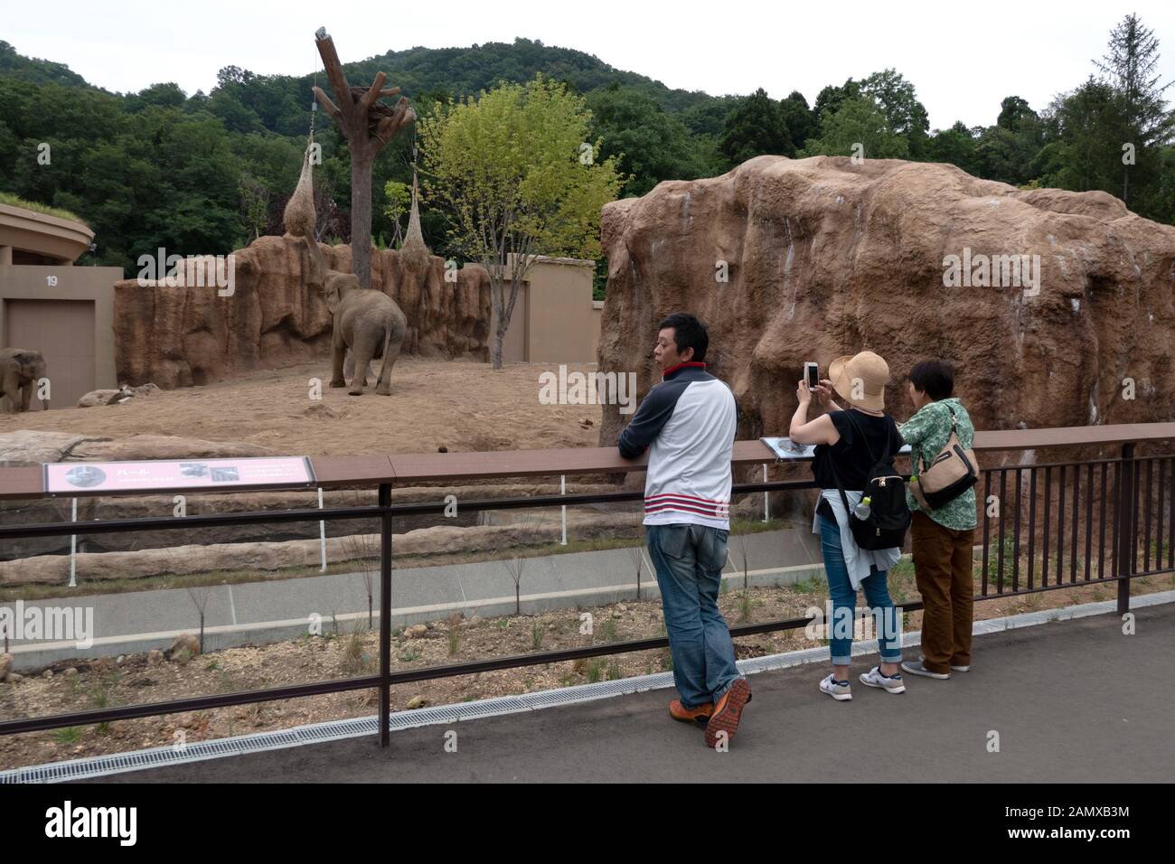 Asian elephants (Elephas maximus) eating at Sapporo Maruyama Zoo in ...