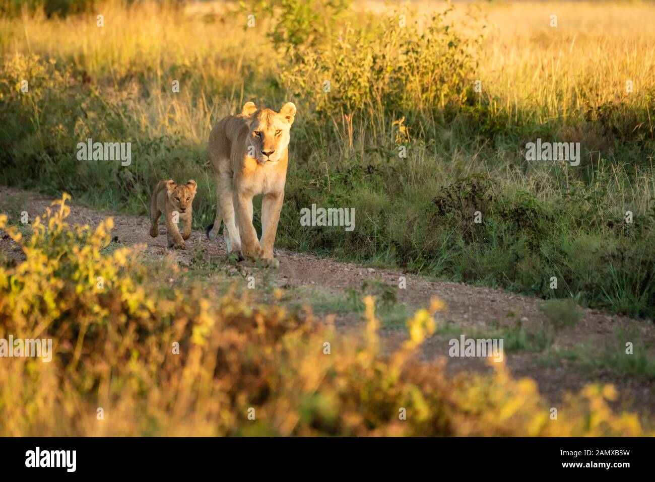 Lioness and cub walk on gravel track Stock Photo - Alamy
