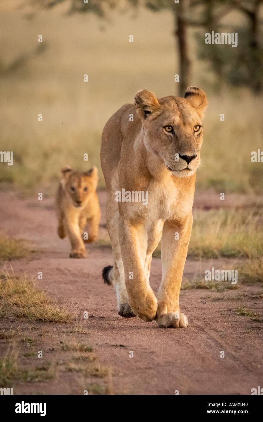 Lioness and cub walking down sandy track Stock Photo - Alamy