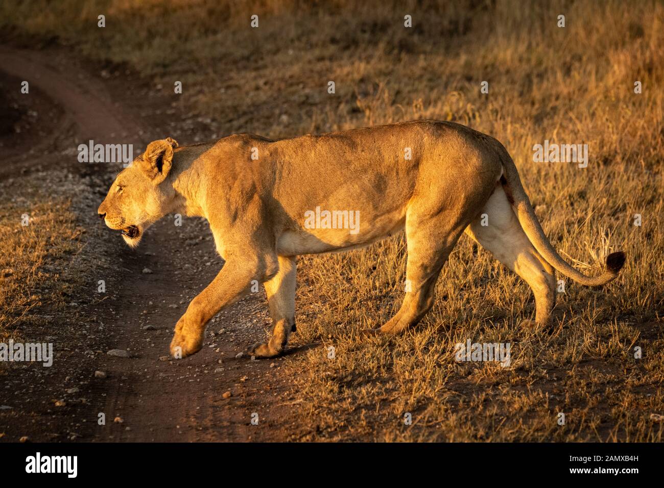 Lioness crosses dirt track with raised paw Stock Photo - Alamy
