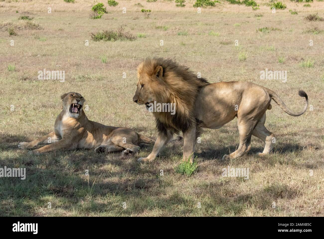 Lioness lies growling at male after mating Stock Photo - Alamy