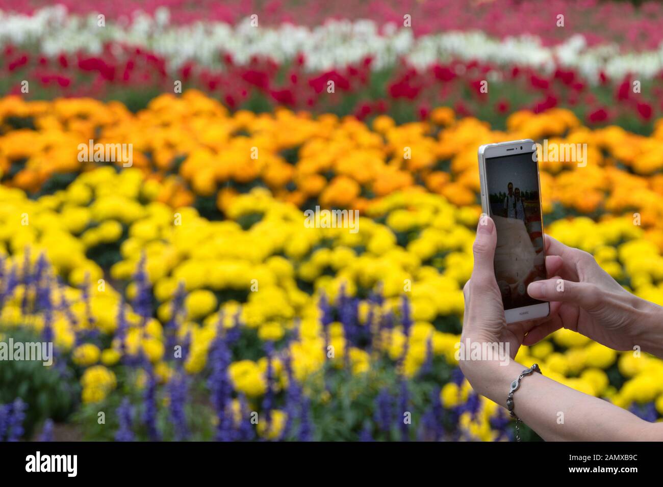 View of flower field at Farm Tomita, famous tourist attraction in ...
