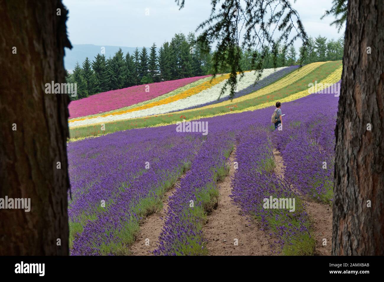 Japan flower fields hi-res stock photography and images - Alamy