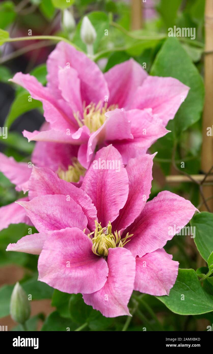 Clematis vicki hi-res stock photography and images - Alamy
