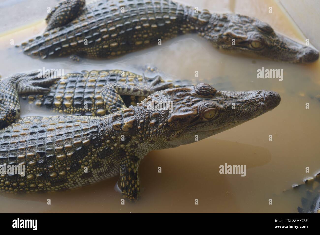 Baby siamese crocodiles cambodia hi-res stock photography and images ...