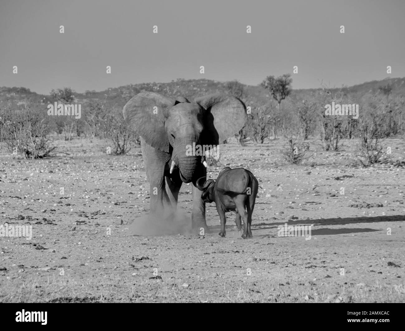 Elephant And Buffalo bulls confronting each other in Southern African ...