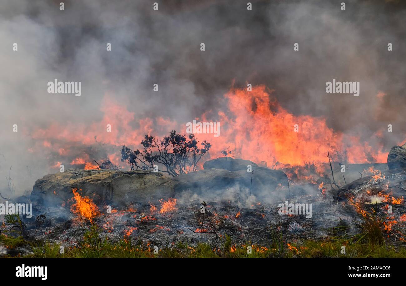 A wildfire rips through dry fynbos on the Cape Peninsula in South ...