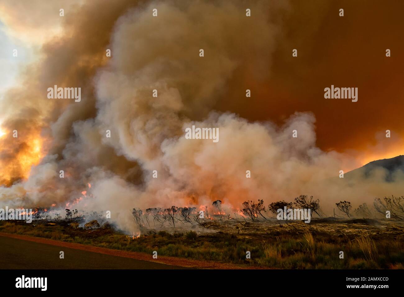 A wildfire rips through dry fynbos on the Cape Peninsula in South ...