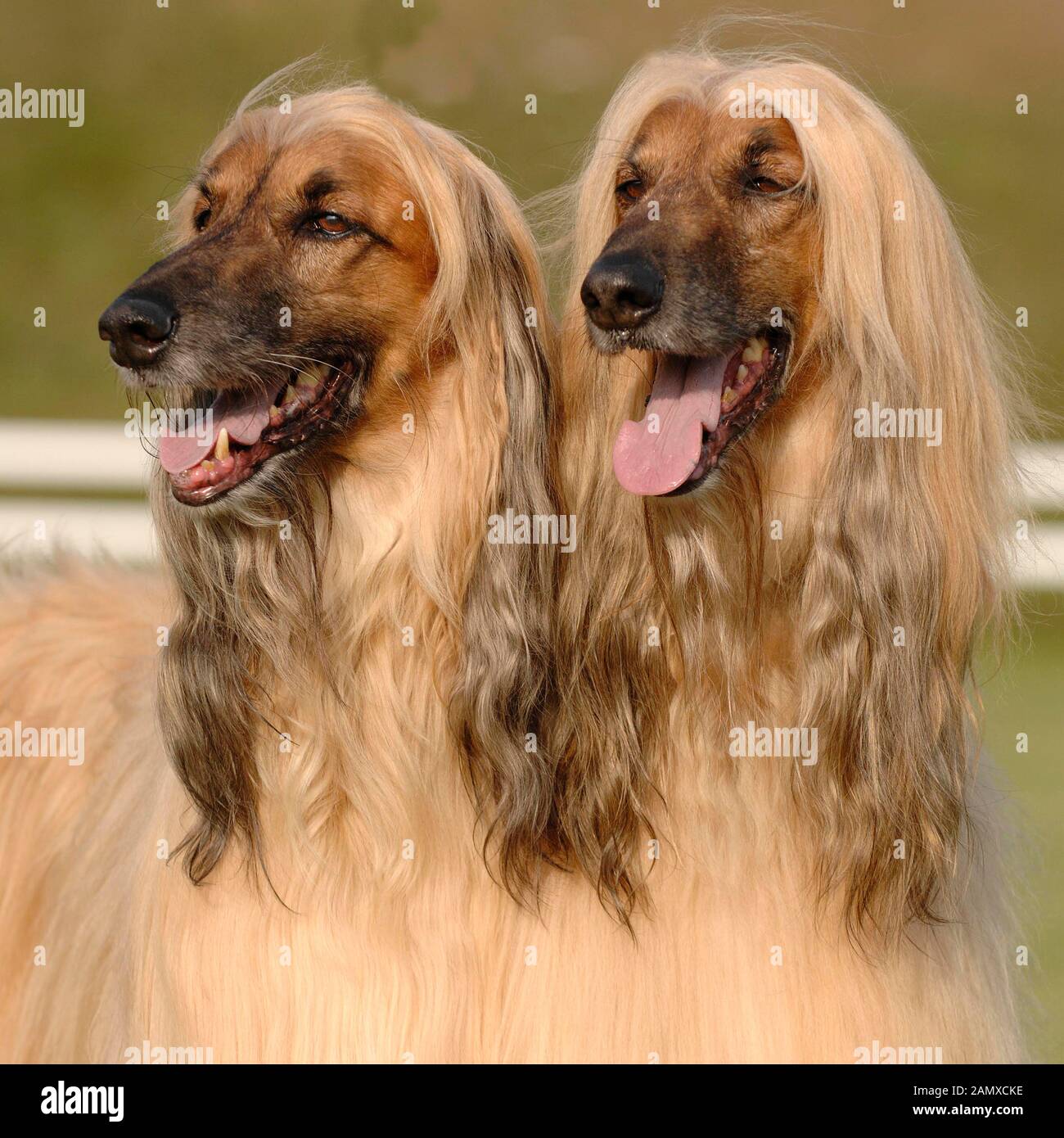two afghan hounds Stock Photo - Alamy